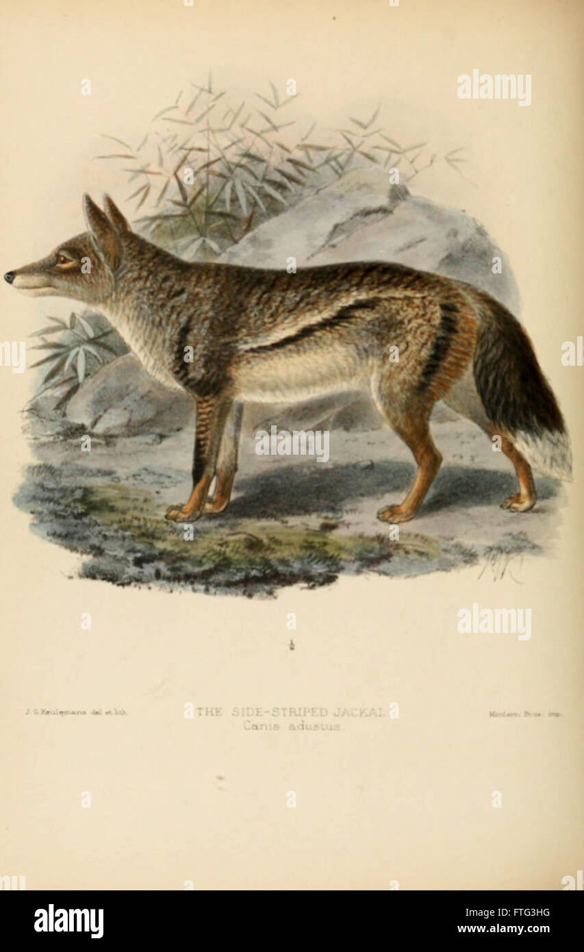 This plate illustrates various species of canines, including dogs ...