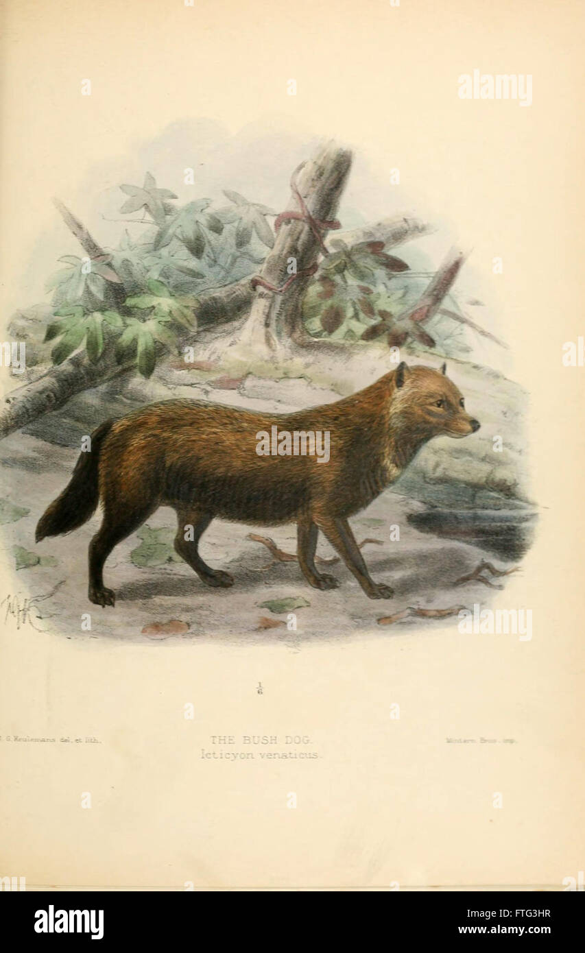 A zoological illustration (Plate XLIII) featuring dogs, jackals, wolves ...
