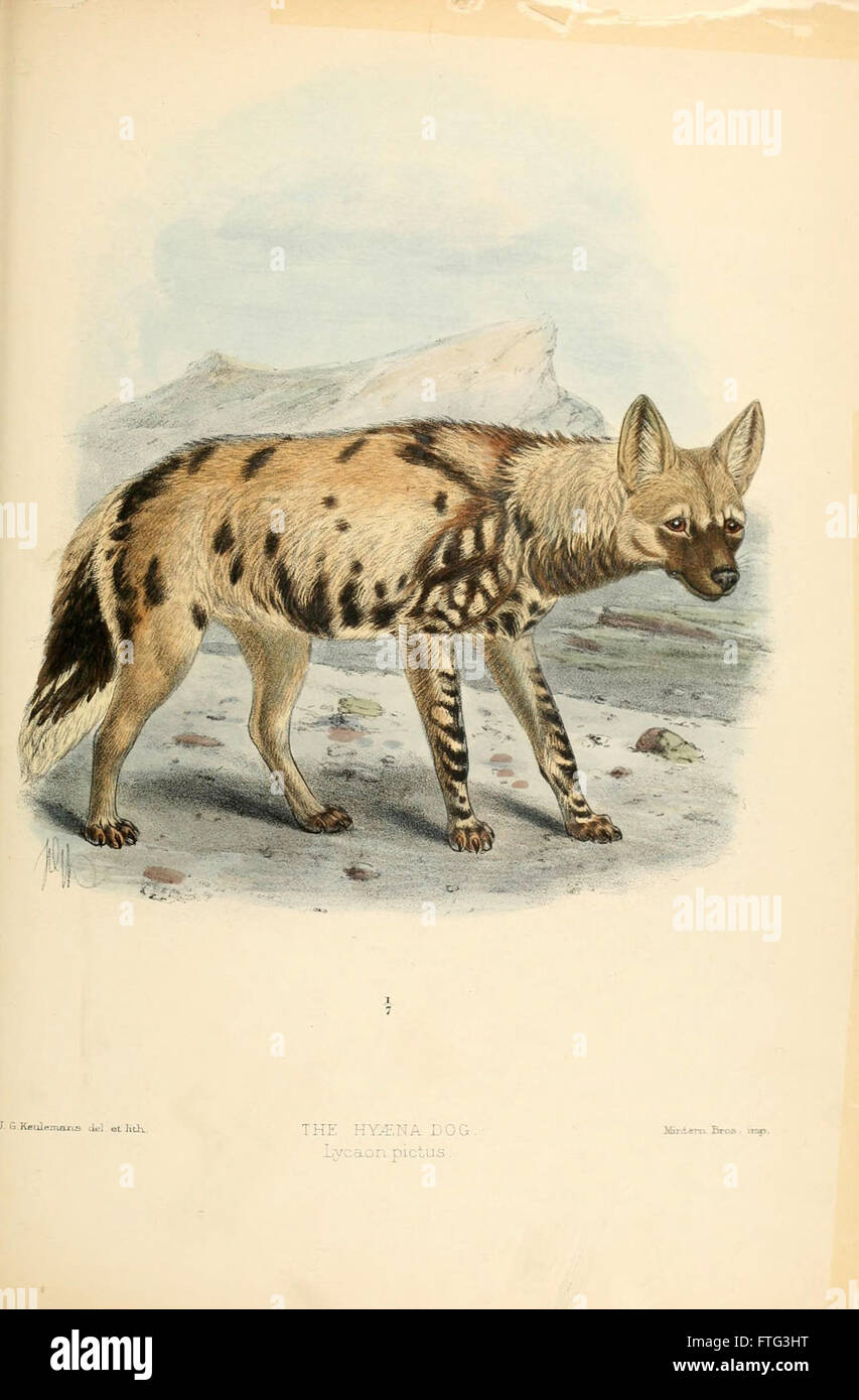 'Dogs, Jackals, Wolves, and Foxes' (Plate XLIV) provides a comparative ...