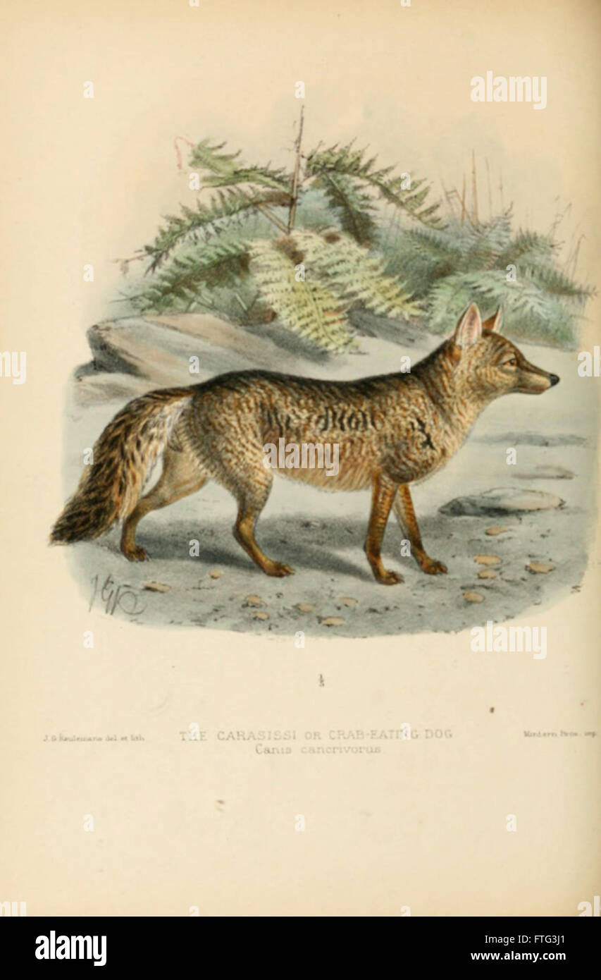 An illustration plate from a series showcasing various canine species ...