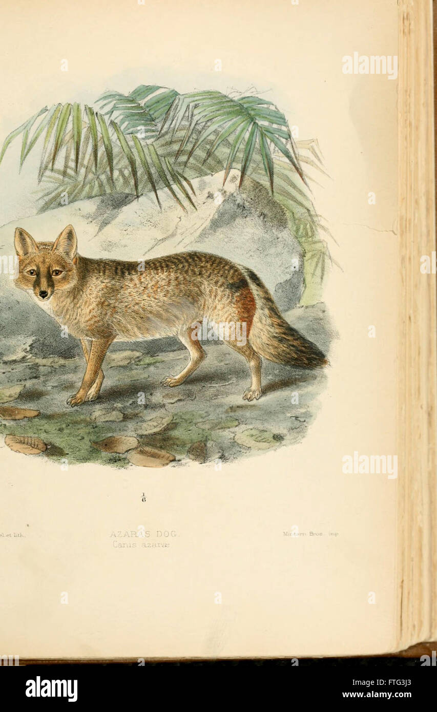 This plate illustrates various canid species, including dogs, jackals ...