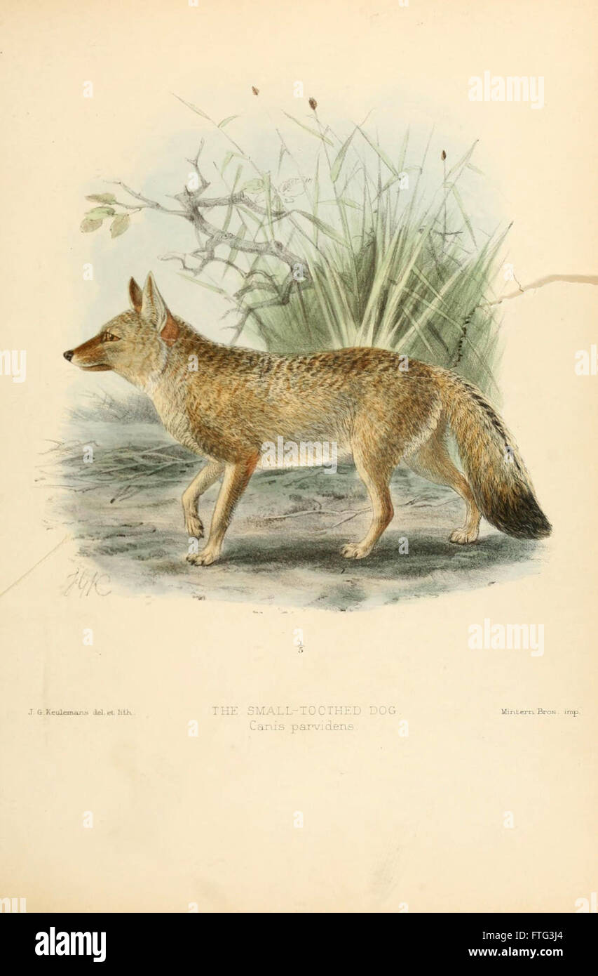 A zoological illustration (Plate XVIII) depicting various members of ...