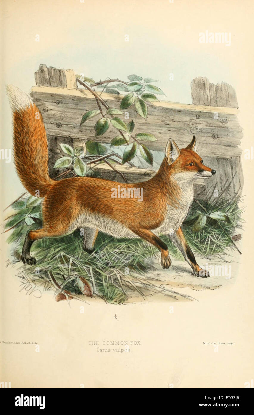 This plate illustrates various canid species, including domestic dogs ...