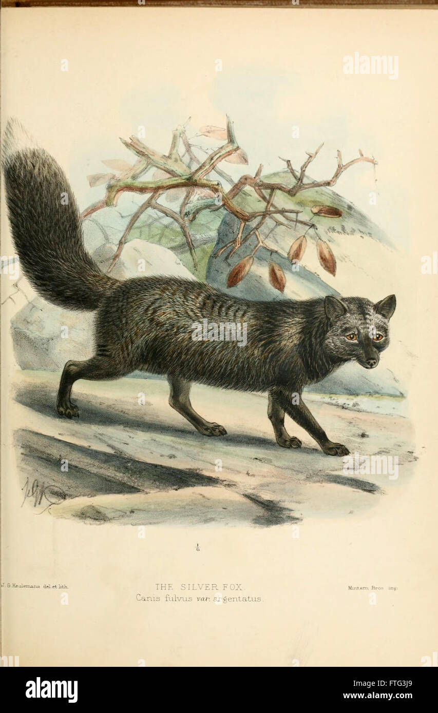 This plate illustrates various canids, including dogs, jackals, wolves ...