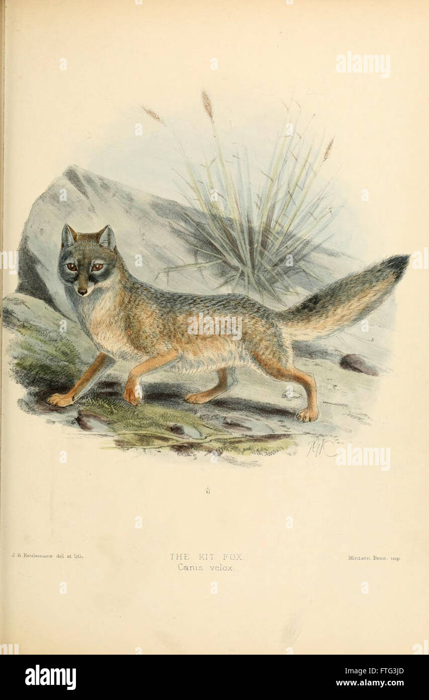 An illustrated plate from a natural history work depicting various ...