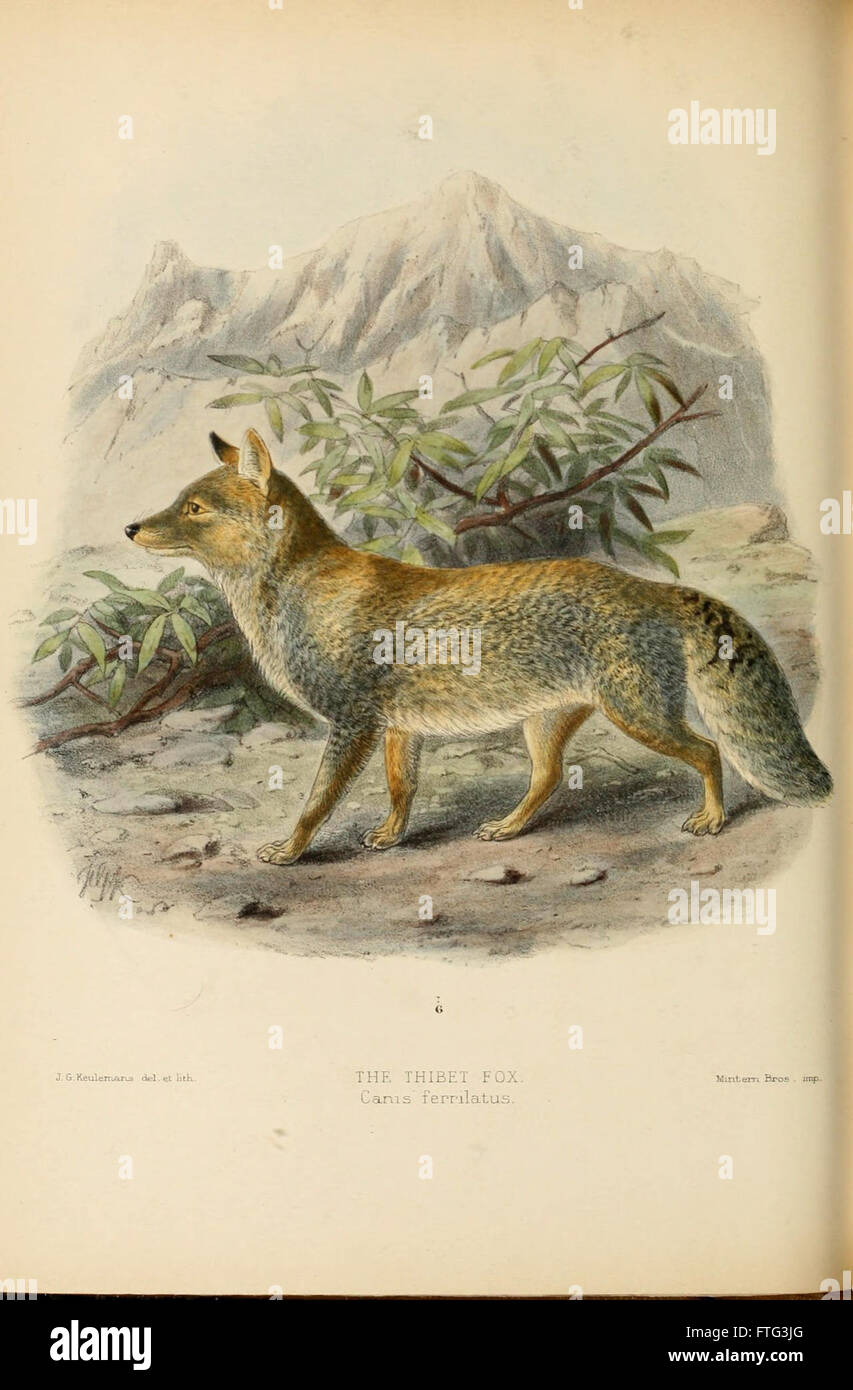This plate features detailed illustrations of various canid species ...
