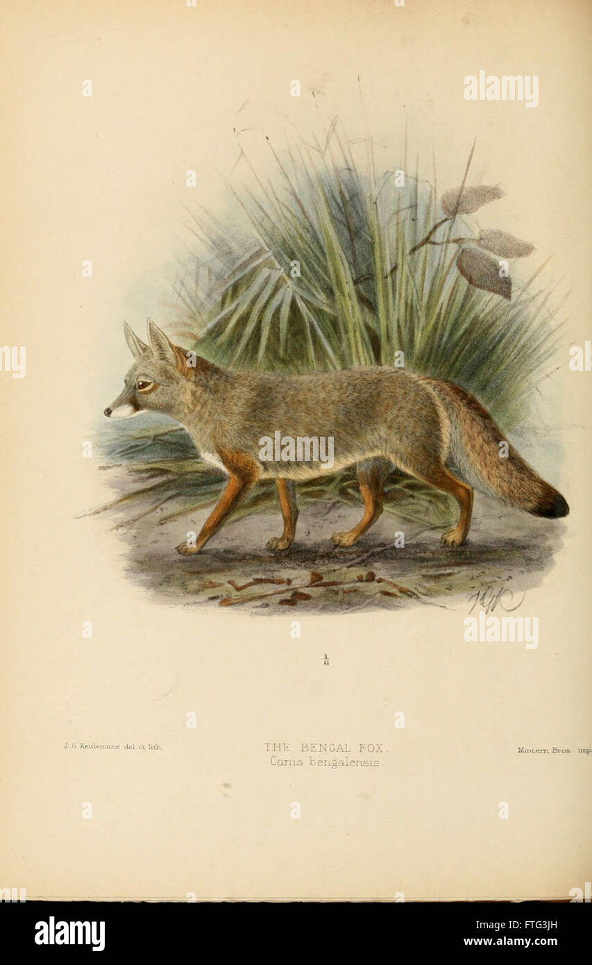 An illustrated zoological plate depicting members of the Canidae family ...