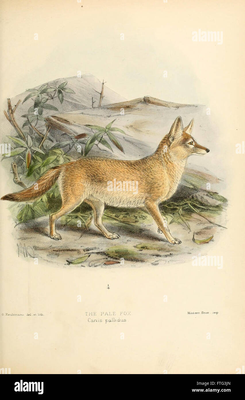 An illustration depicting the canid species, including dogs, jackals ...