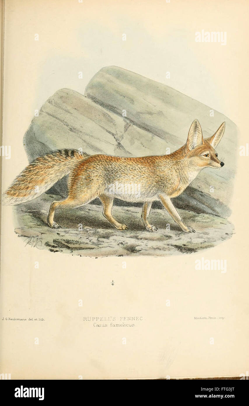 *Dogs, Jackals, Wolves, and Foxes* (Plate XXXV) is an illustration ...