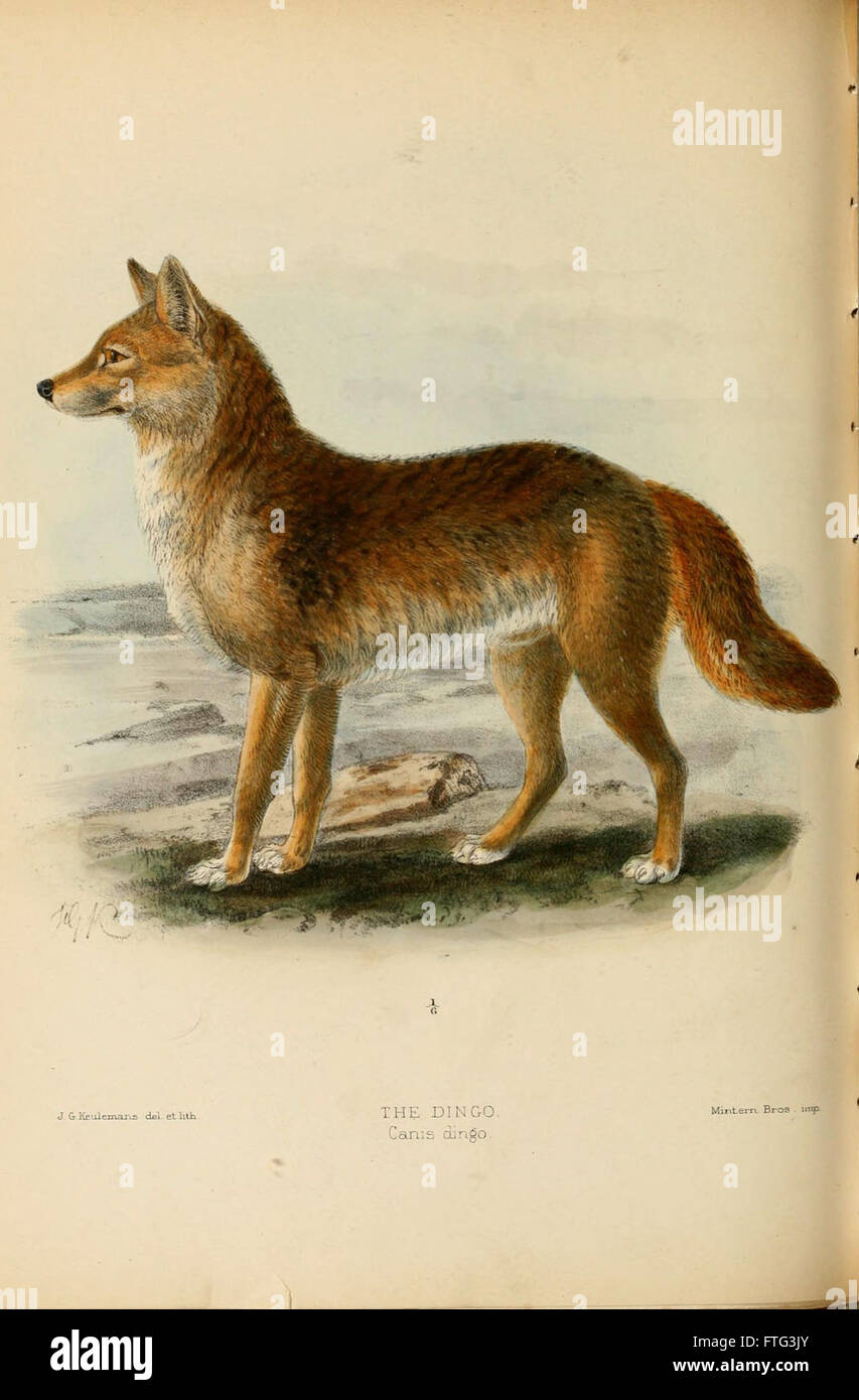 A detailed illustration of various members of the Canidae family ...