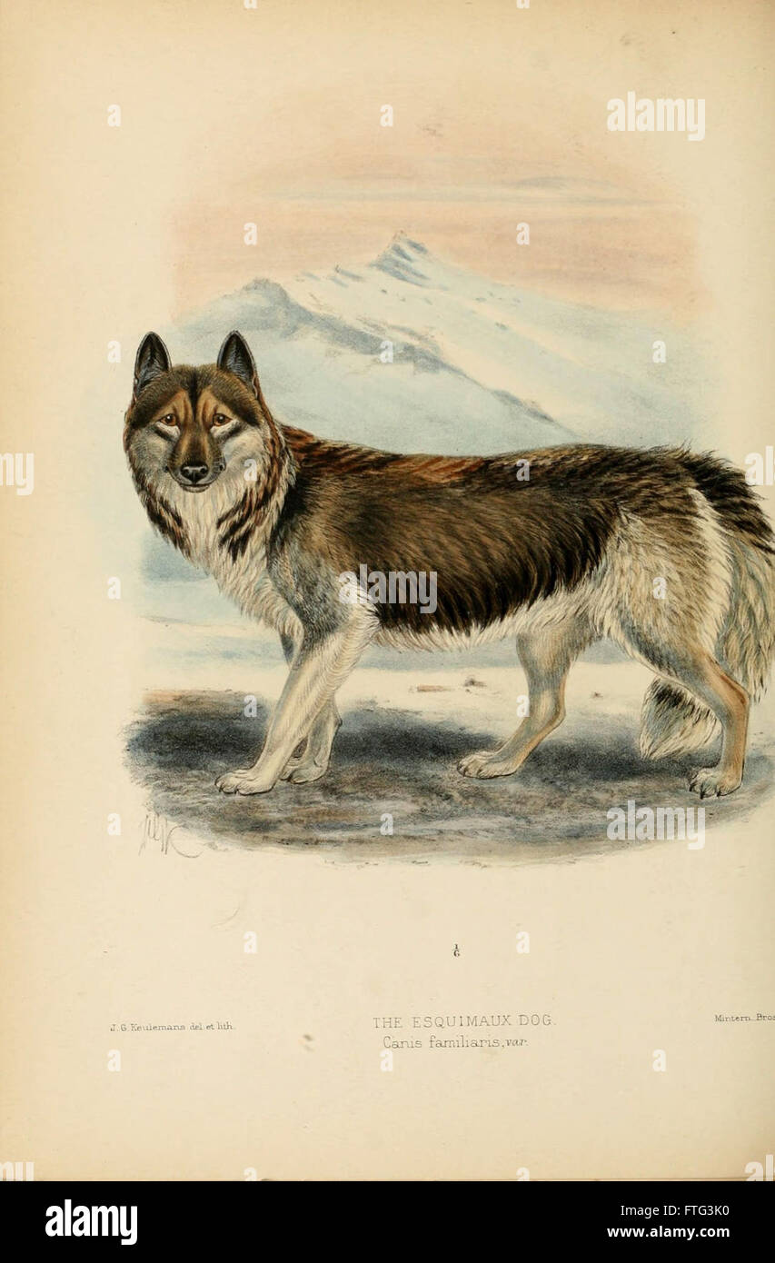 Plate XXXVIII from a series on dogs, jackals, wolves, and foxes ...