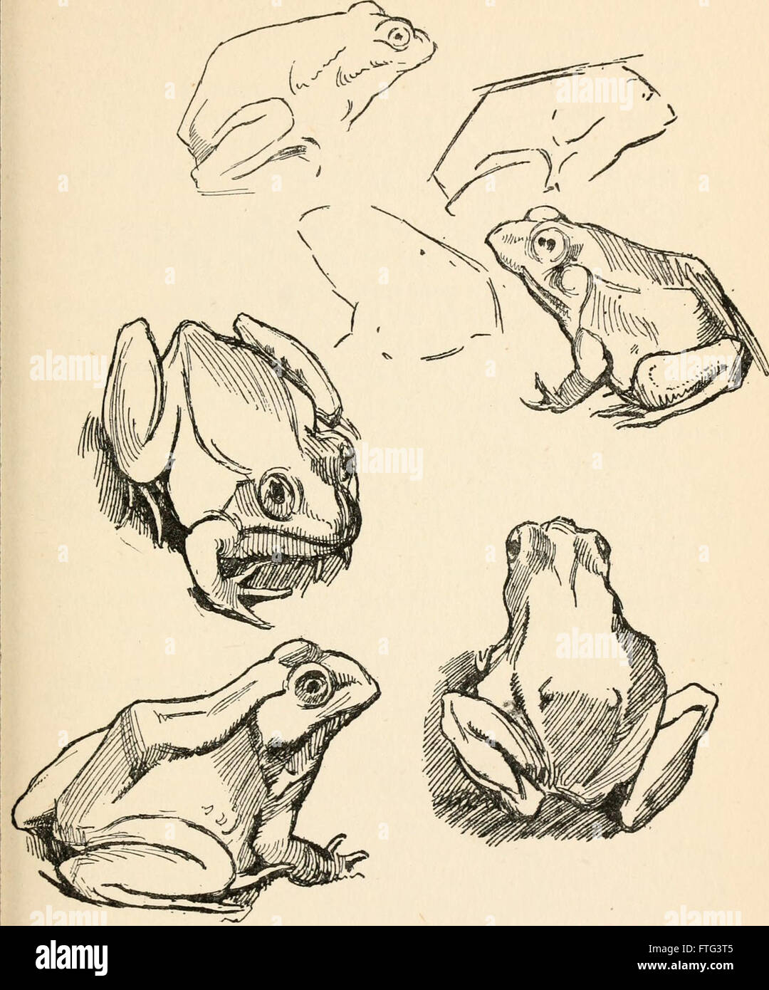 'Drawing for Beginners' (1920) is an instructional guide designed to ...