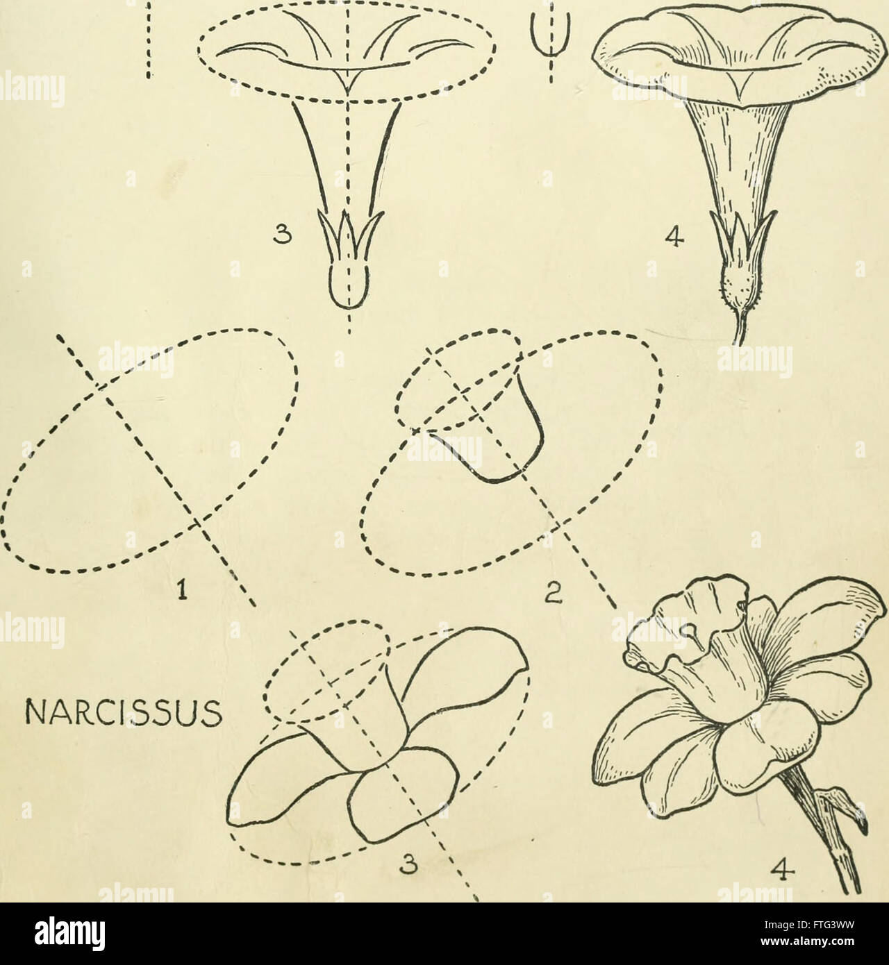 A step-by-step guide for young artists, teaching basic drawing ...