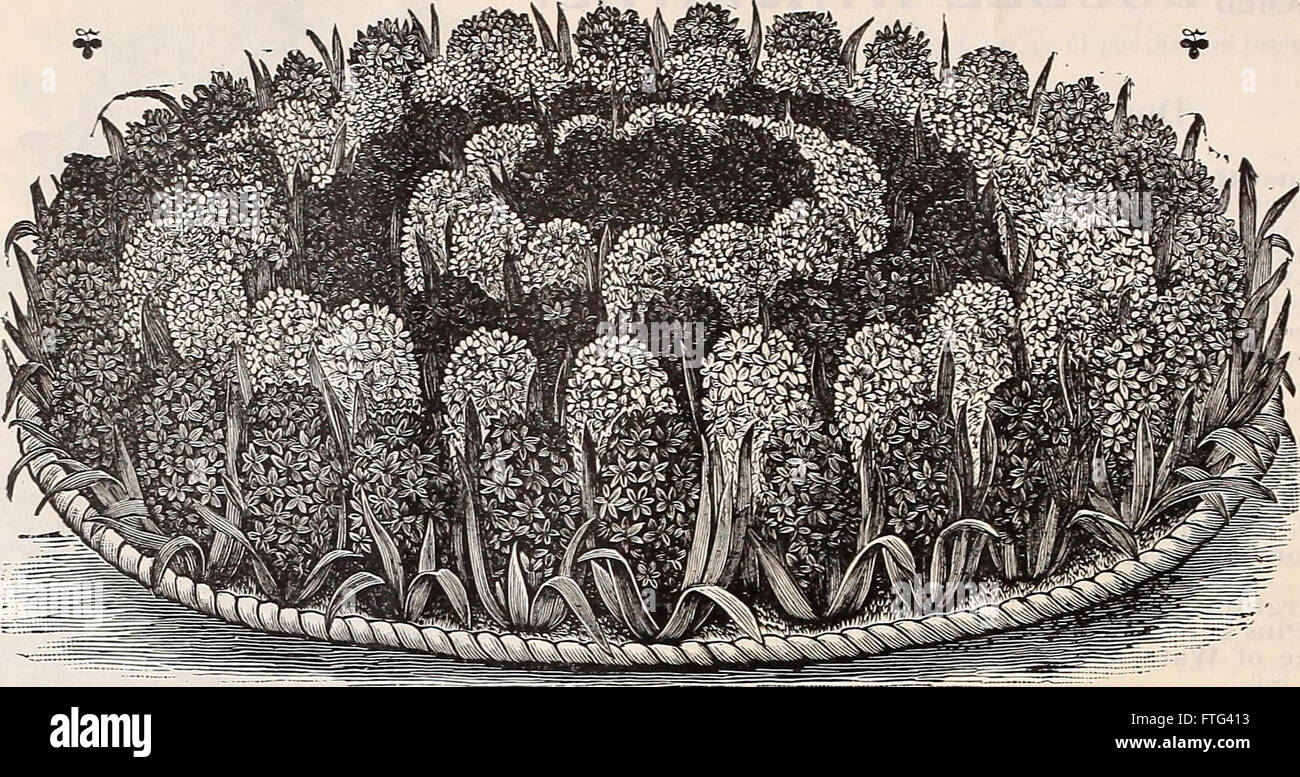 This 1898 catalog from Dreer’s focuses on autumn planting with an ...