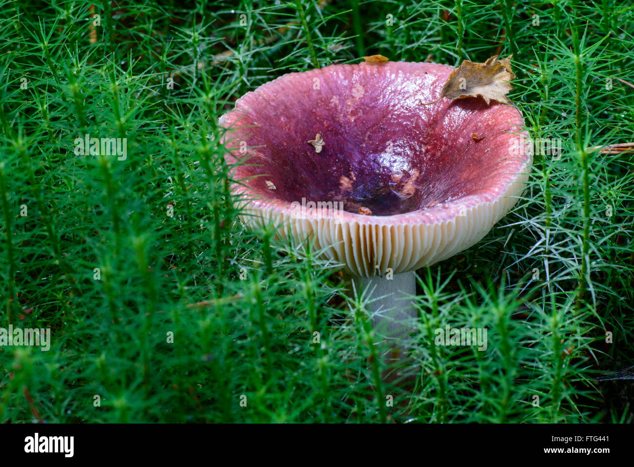 Purple Swamp Brittlegill (Russula nitida) fungi Stock Photo - Alamy
