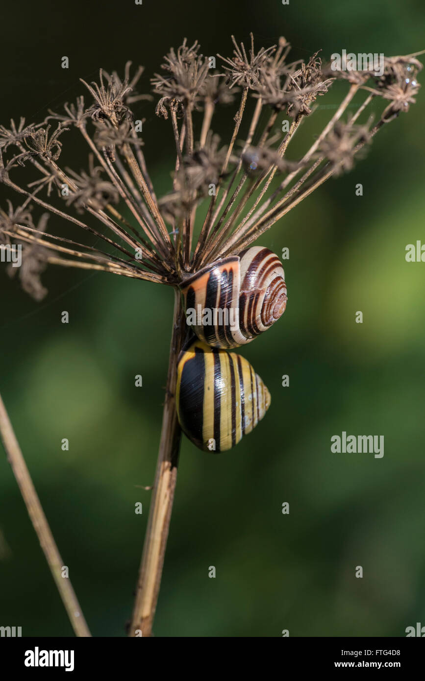 Brown-lipped Snail (Cepaea nemoralis) aestivating Stock Photo - Alamy