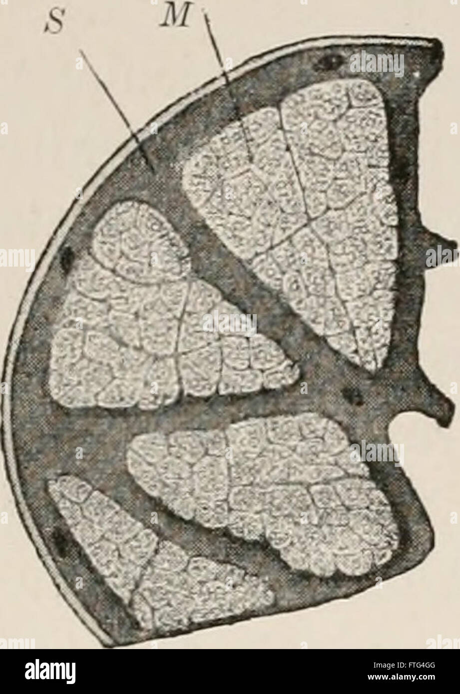 *Electro-physiology* (1896-98) examines the relationship between ...