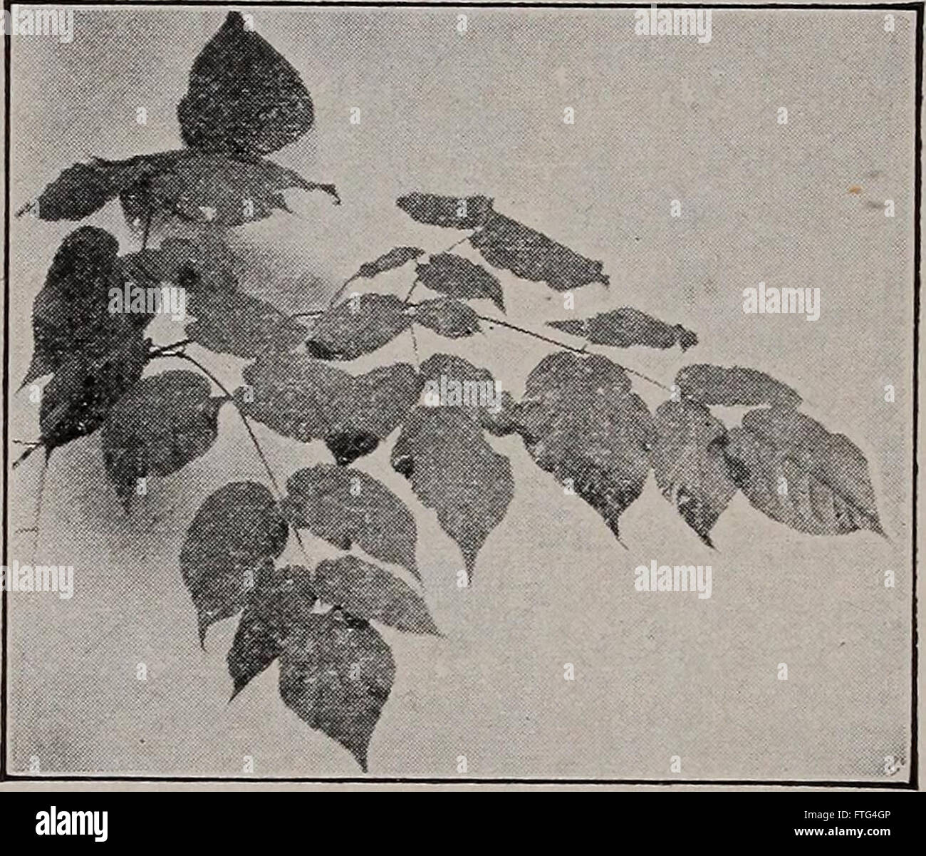 This 1905 text 'Elementary Botany' introduces the study of plants ...