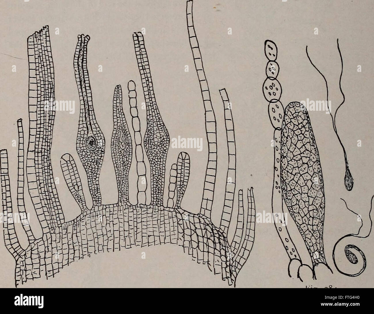This 1905 work on elementary botany provides foundational knowledge of ...