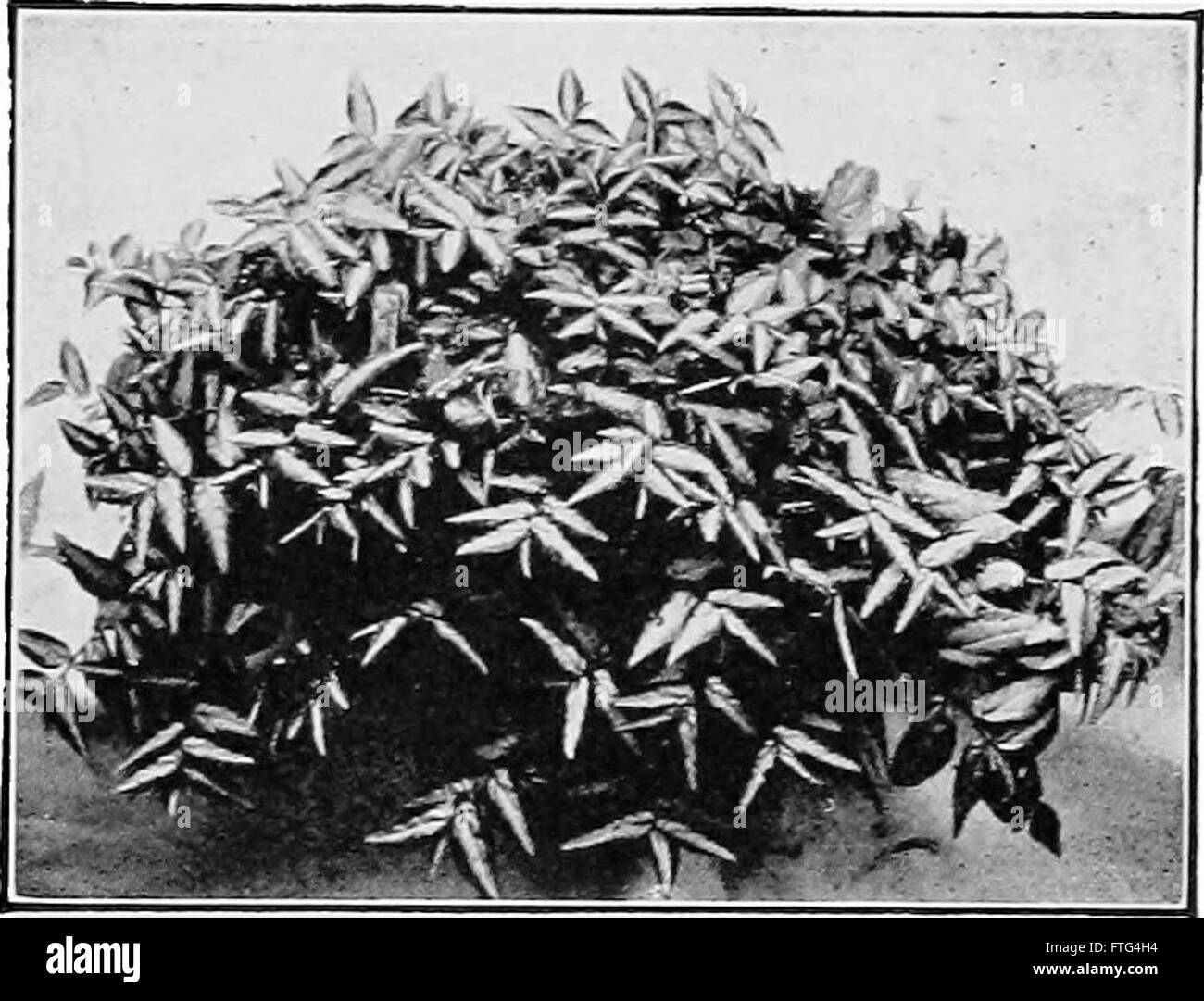 A 1905 educational text on the basics of botany, focusing on plant ...