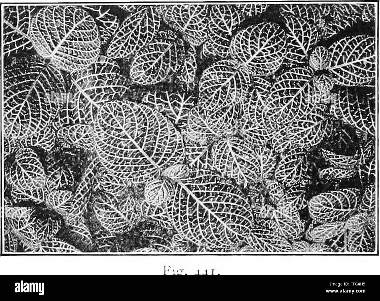 A 1905 educational text introducing the fundamental principles of ...