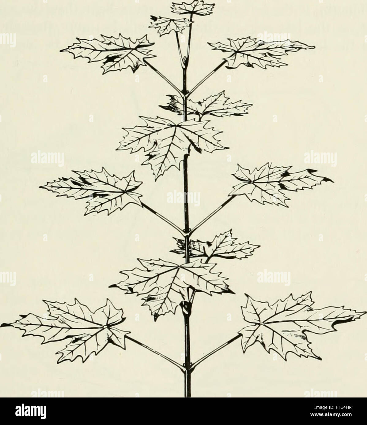 This 1954 work introduces key ecological principles, examining ...