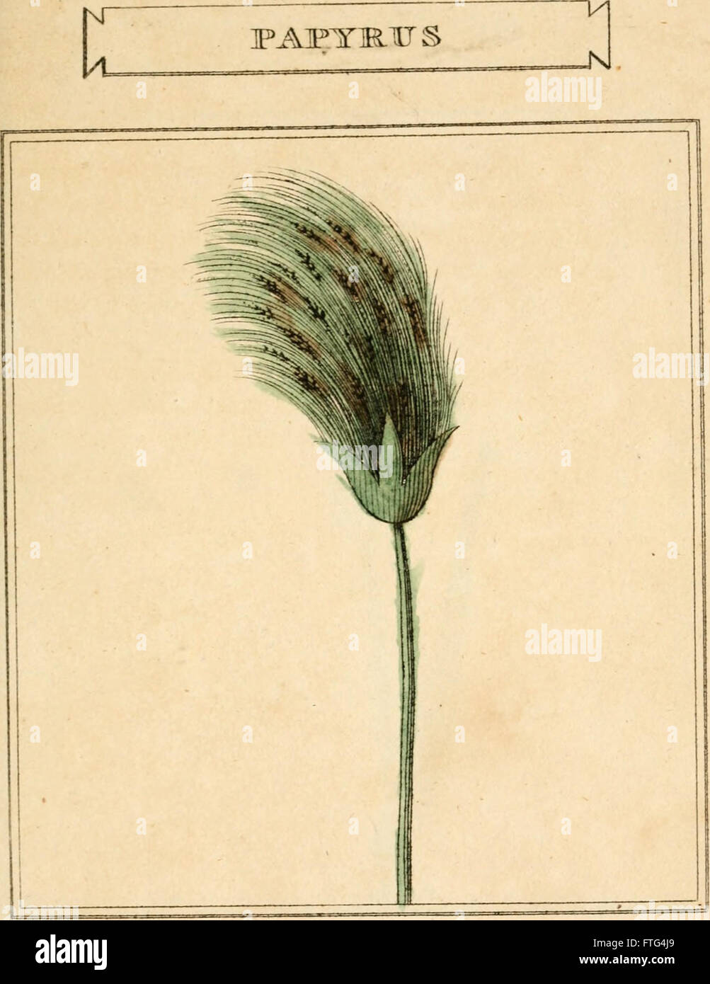 This 1809 work presents the principles of botany based on the system ...