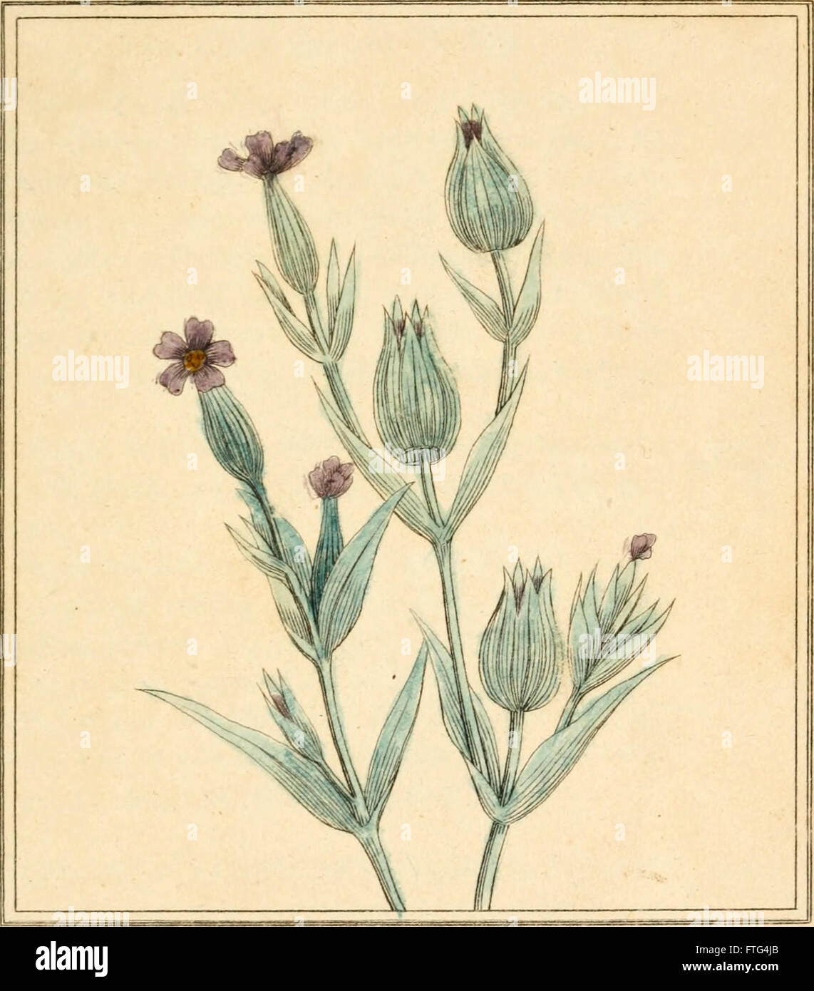 A 1809 work detailing Linnaeus' botanical classification system, with ...