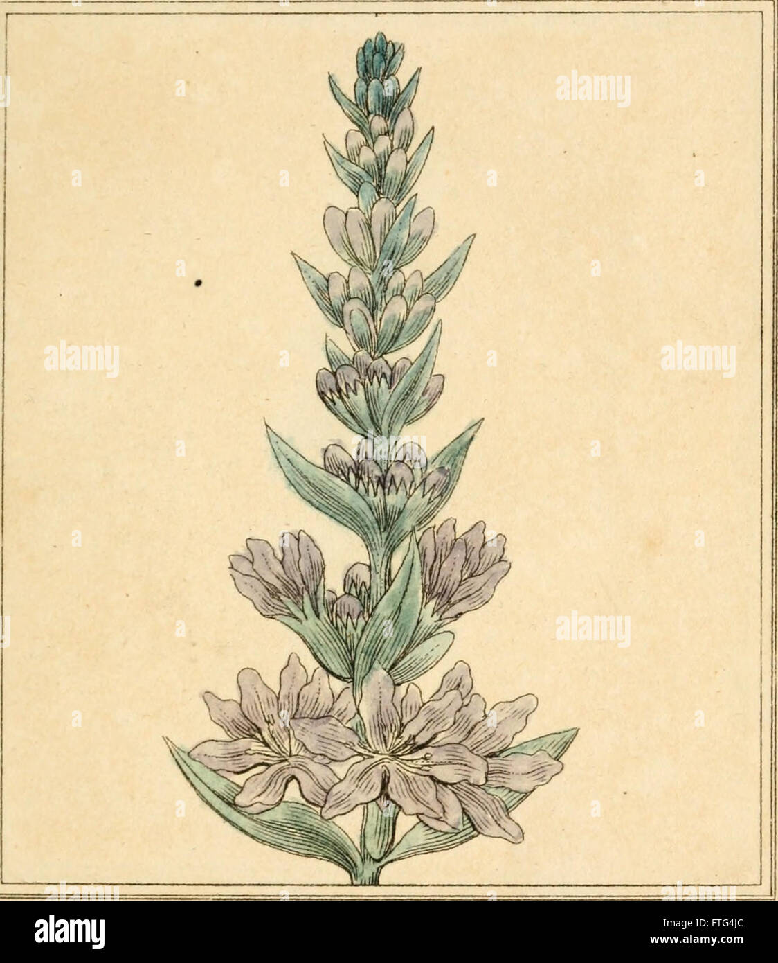'Elements of the Science of Botany' (1809) outlines Linnaeus ...
