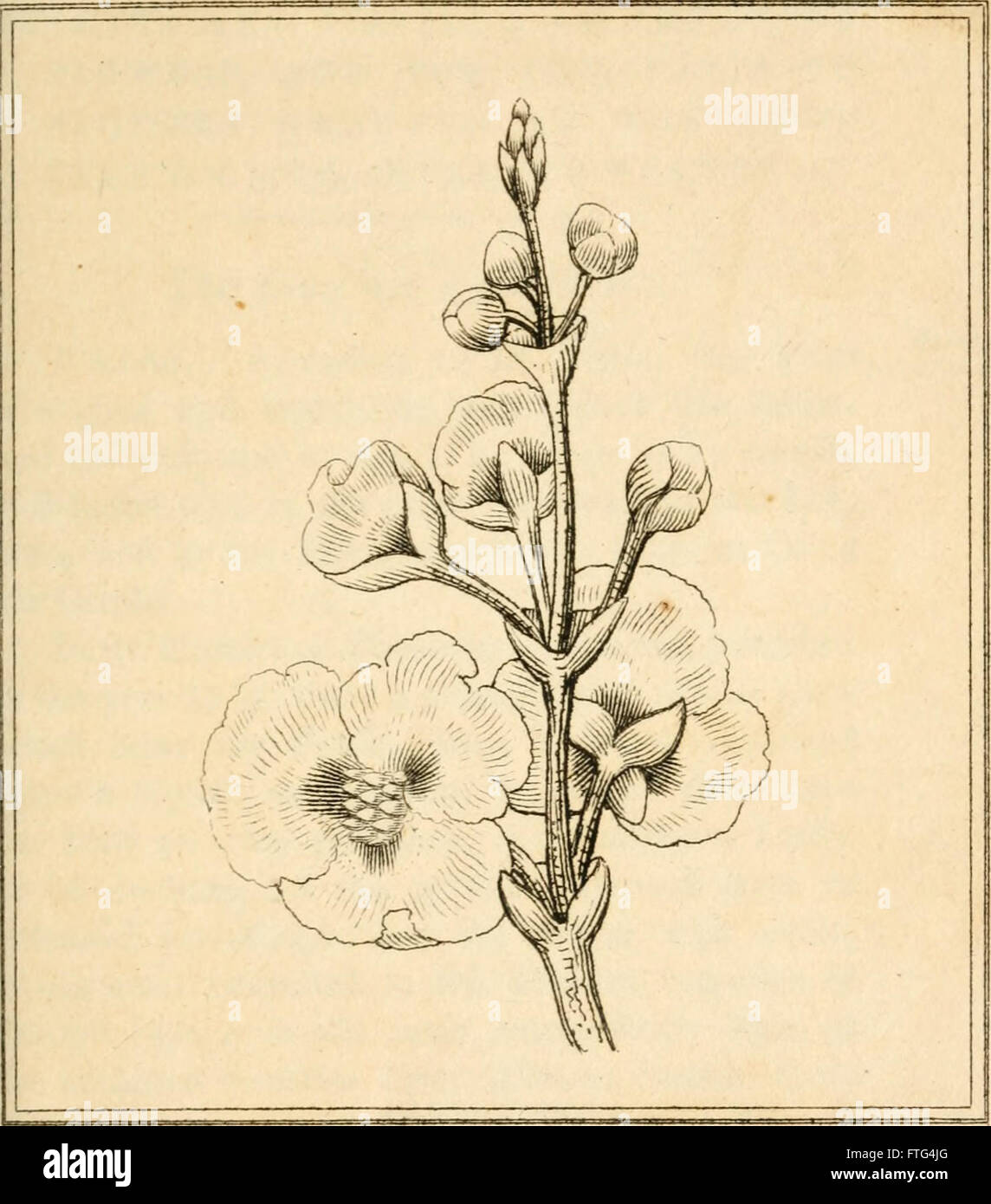 An 1809 Work Explaining Linnaeus Botanical Classification System Providing Examples Of Plant