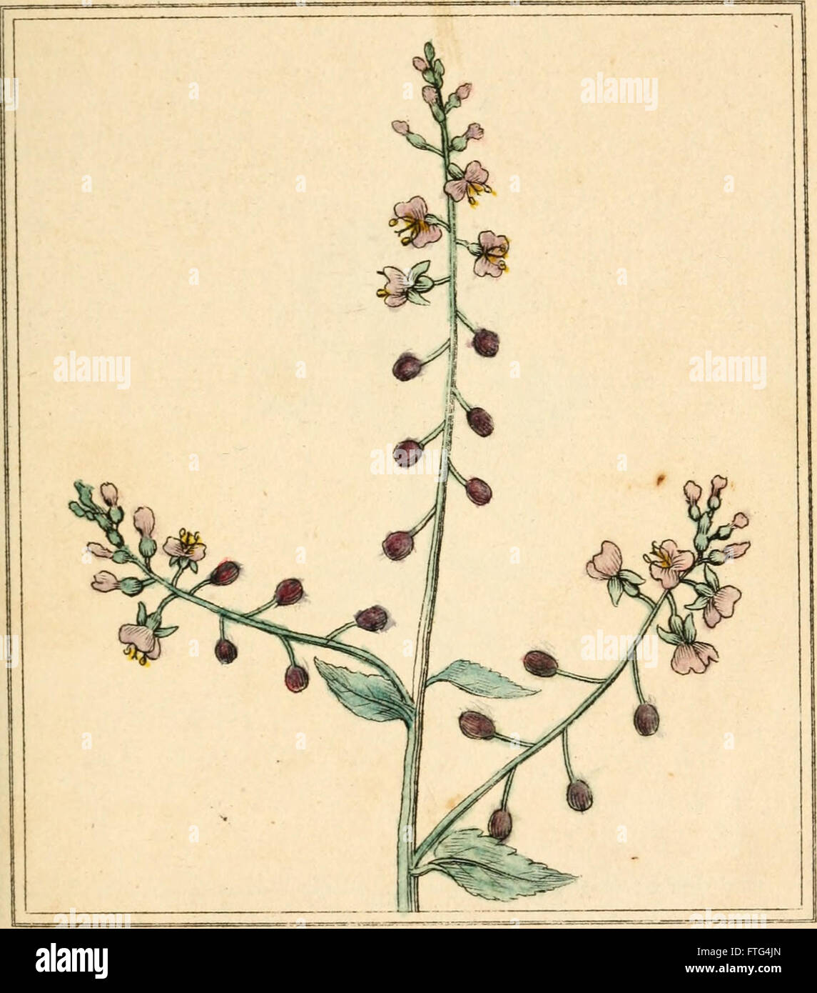 This 1809 work presents Linnaeus' system of botany, detailing plant ...