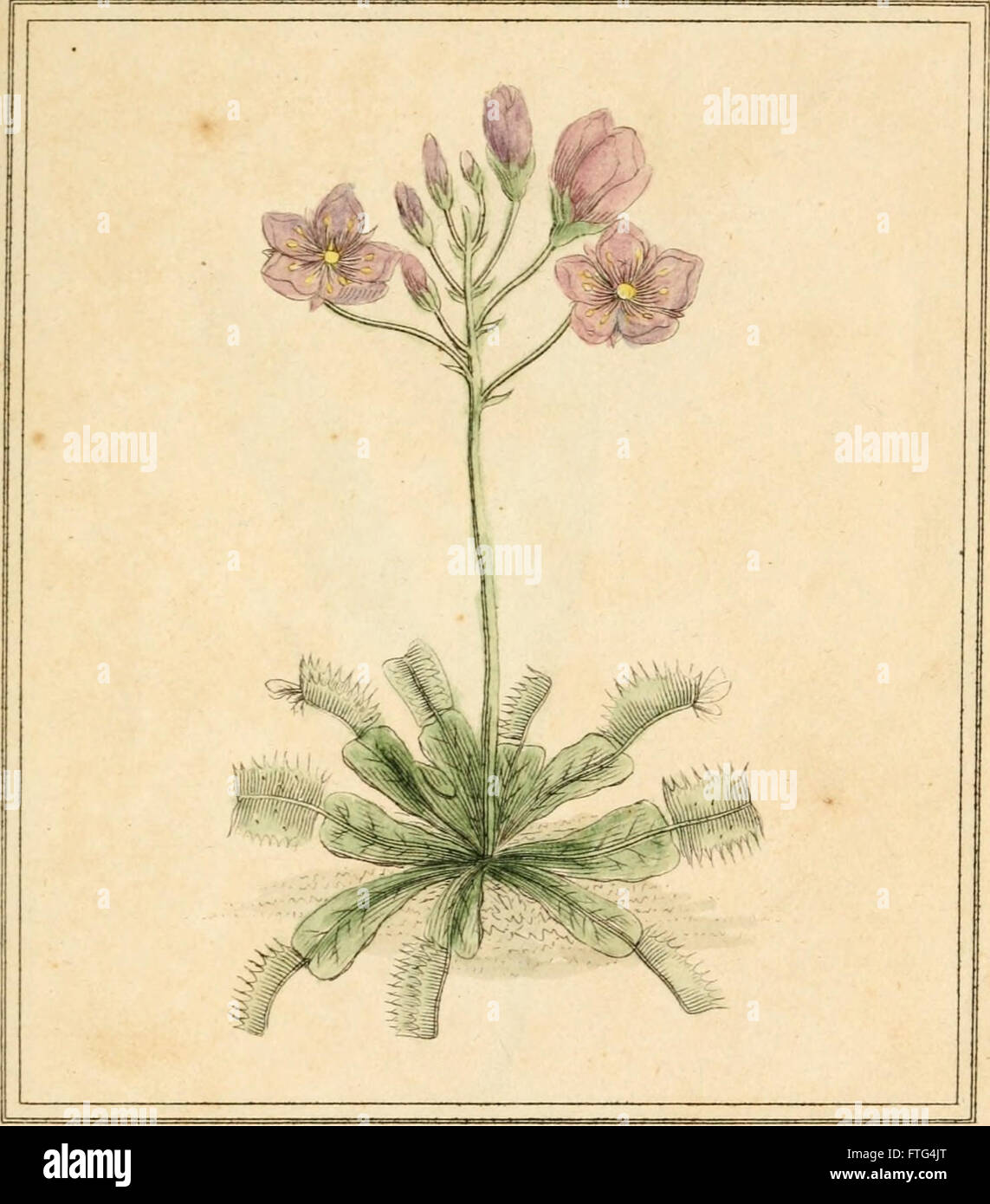 This 1809 work by Linnaeus outlines the fundamental principles of ...