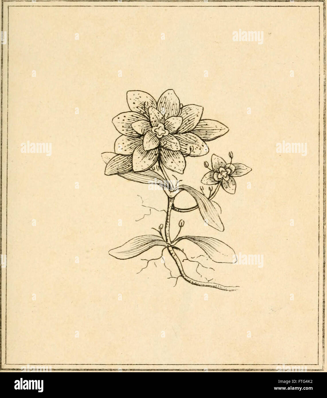 This 1809 work outlines Linnaeus's system of botanical classification ...