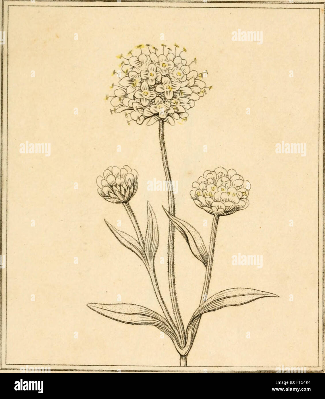 This 1809 Botanical Work By Linnaeus Lays The Foundation For The Classification Of Plants With