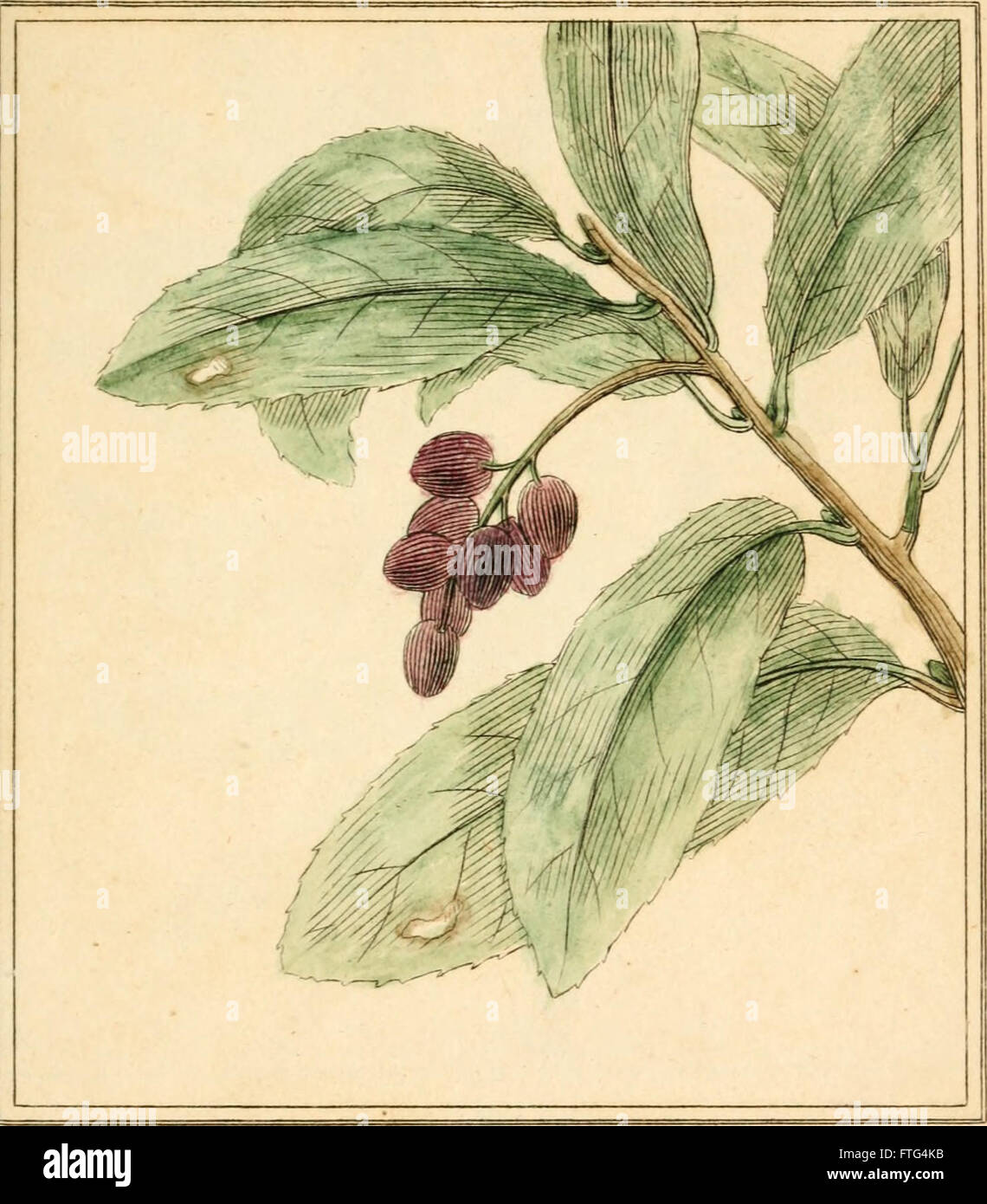 A 1809 work on botany, focusing on Linnaeus' classification system of ...