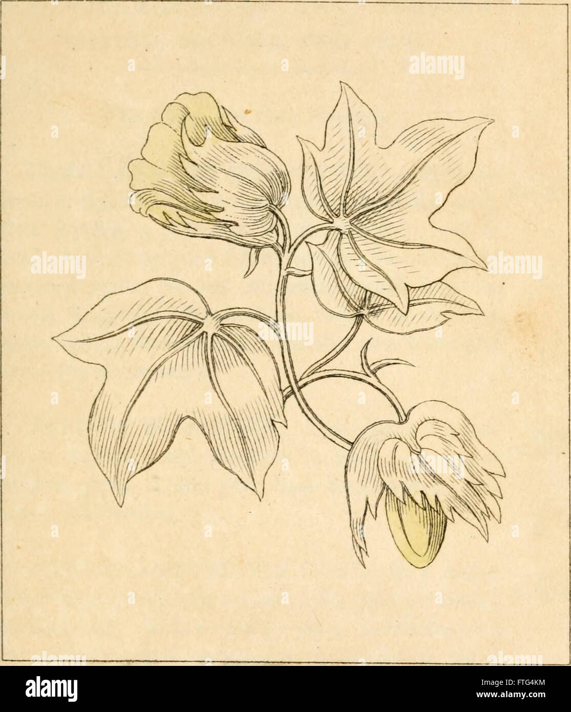 A 1809 Work Outlining Linnaeus Classification System For Botany Including Examples Of Plant