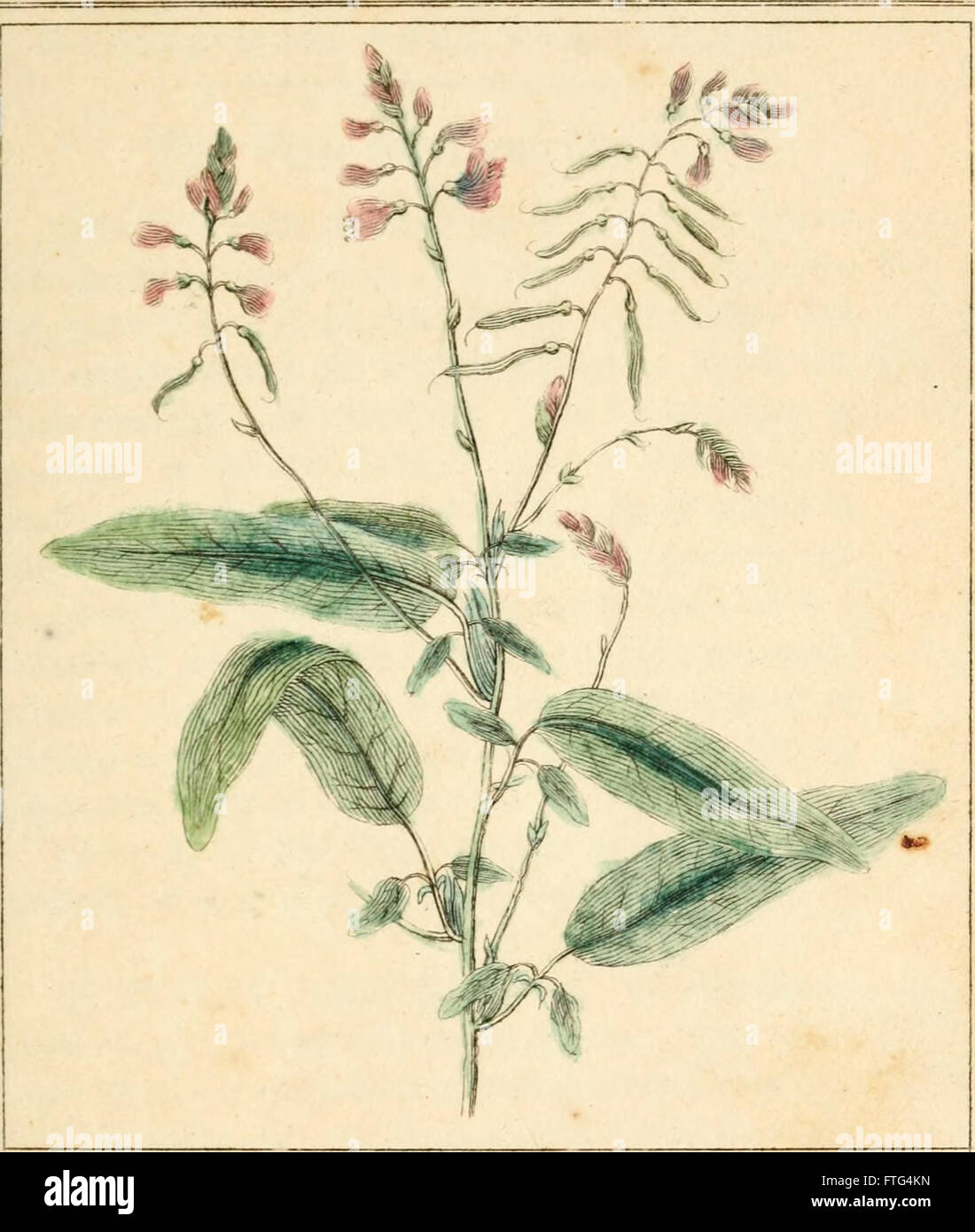 A 1809 text outlining the foundational principles of botany as ...