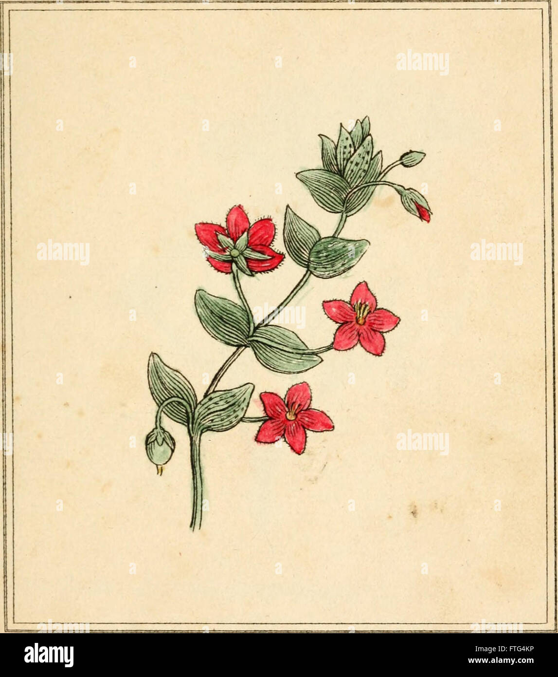A 1809 Work Outlining Linnaeus Classification System Of Botany With Examples Illustrating His