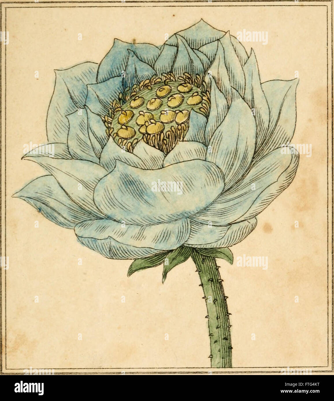 A 1809 Work By Linnaeus Outlining His Botanical Classification System Offering Detailed