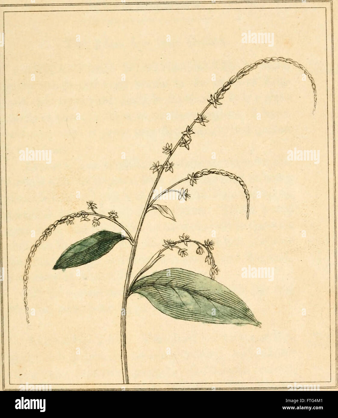 *Elements of the Science of Botany* (1809) by Linnaeus provides a ...