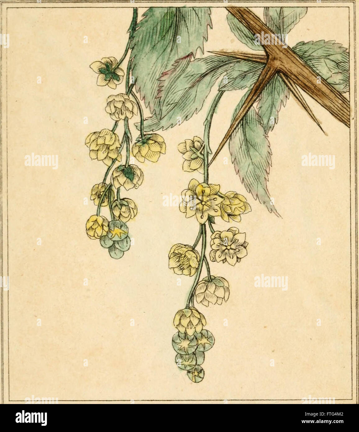 This 1809 work by Linnaeus outlines the fundamental elements of botany ...