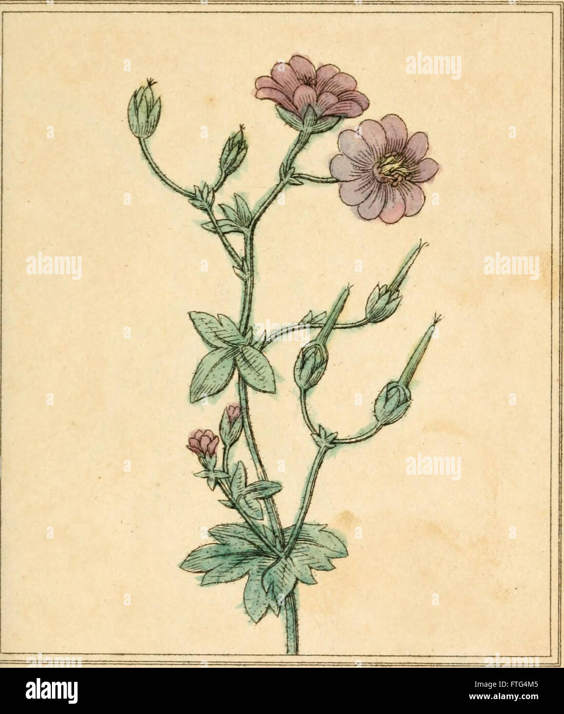 'Elements of the Science of Botany' (1809) by Linnaeus outlines his ...