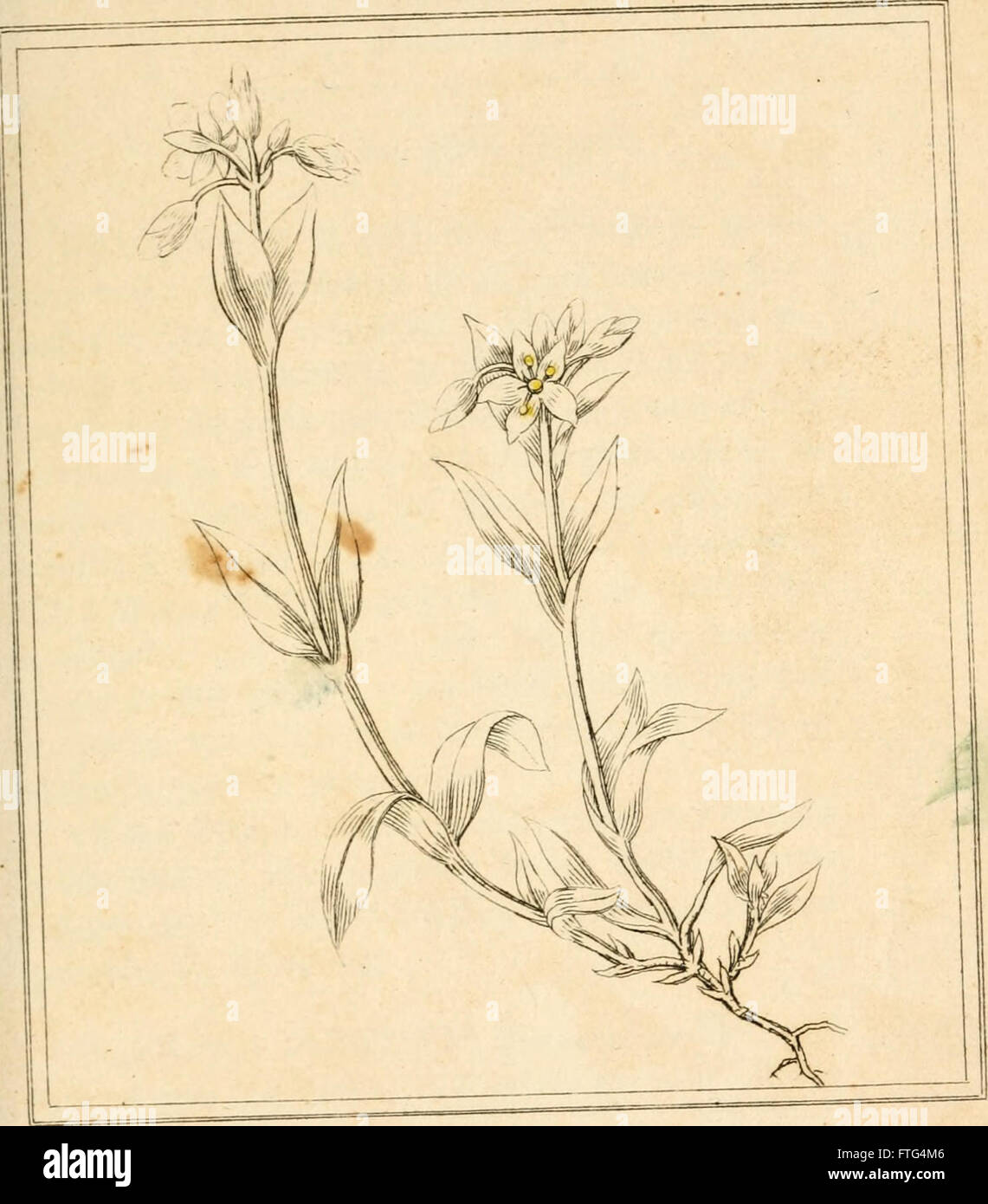 A 1809 botanical work detailing Linnaeus’ classification system, with ...