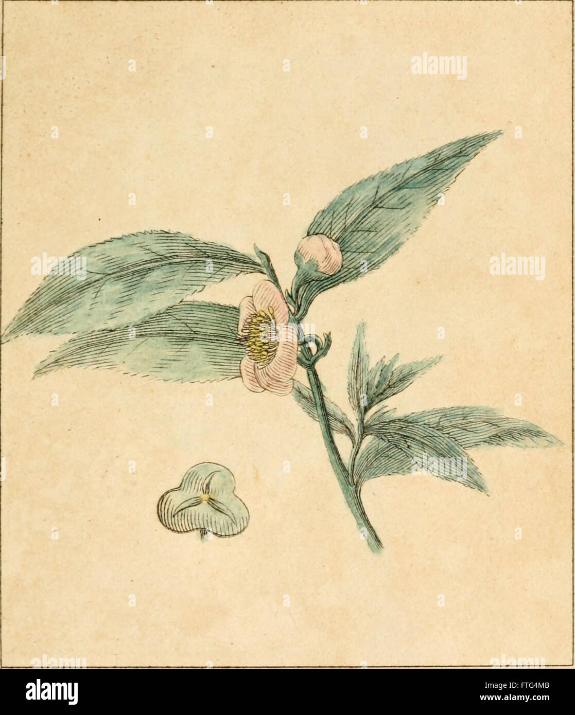 This 1809 work provides a systematic overview of Linnaeus's botany ...