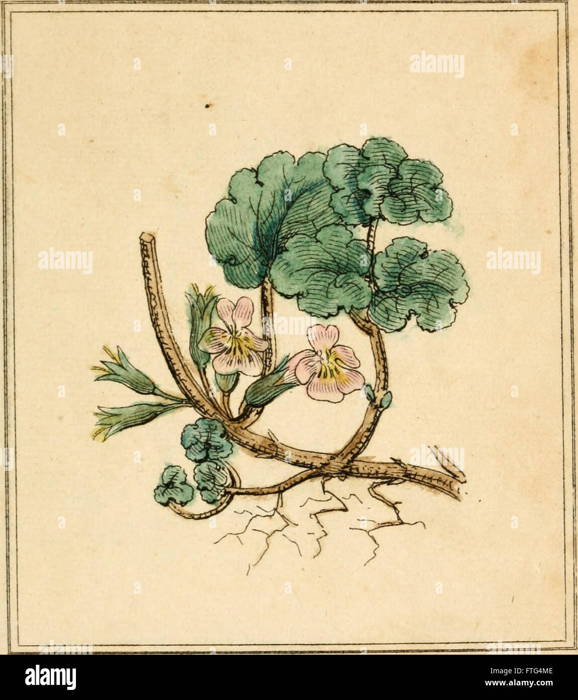 A 1809 work detailing the foundational principles of botany as ...
