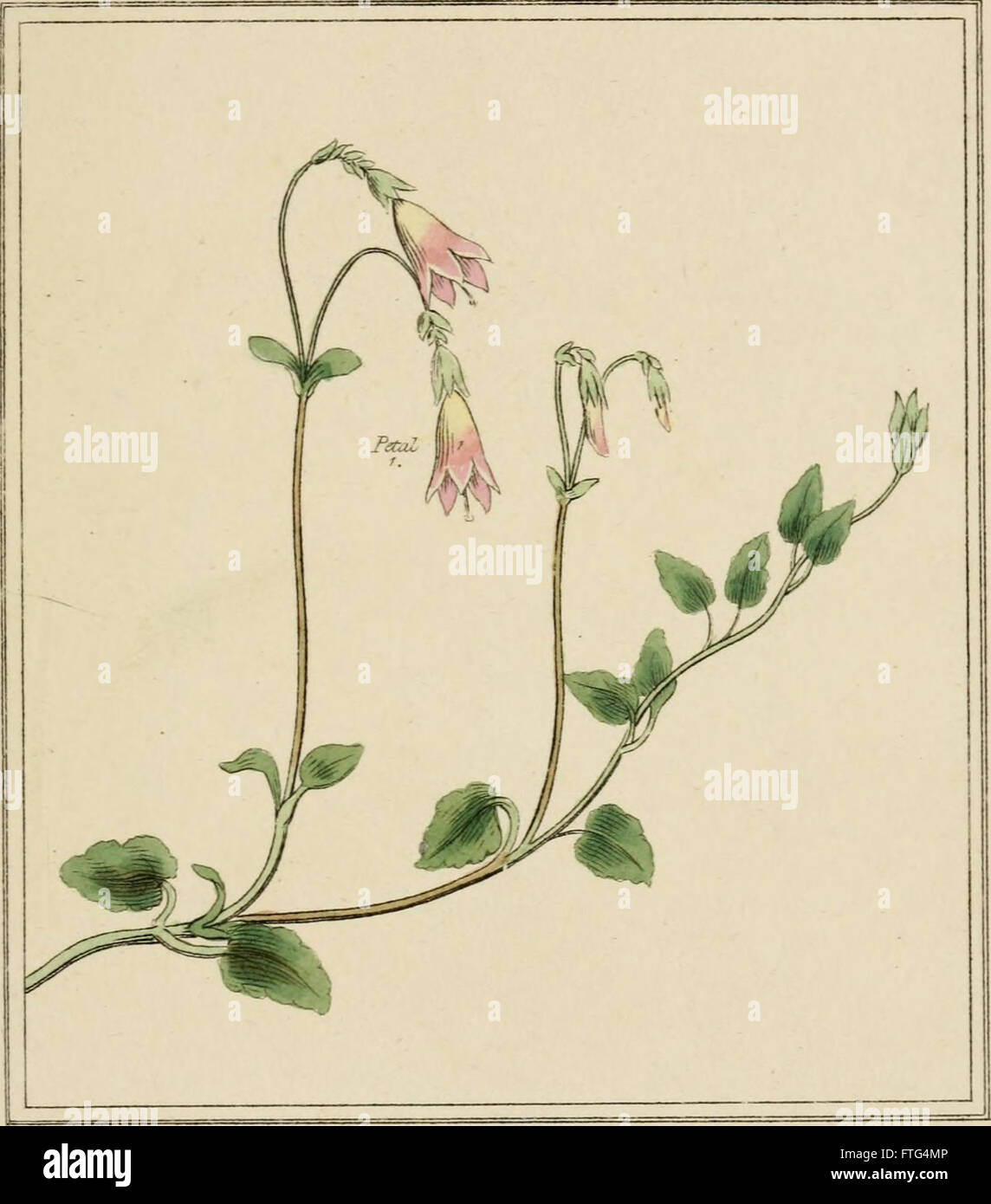 This 1812 Work By Linnaeus Outlines The Basic Principles Of Botany Presenting Examples Of Plant