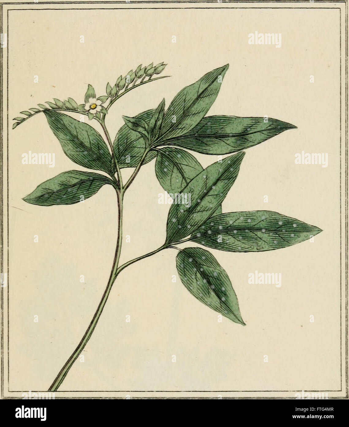 Elements Of The Science Of Botany 1812 Outlines Linnaeus Classification System For Plants