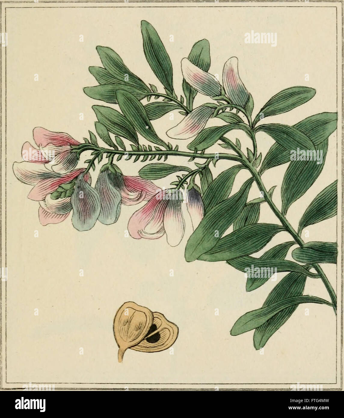 Elements Of The Science Of Botany 1812 Outlines Linnaeus Botanical Classification System