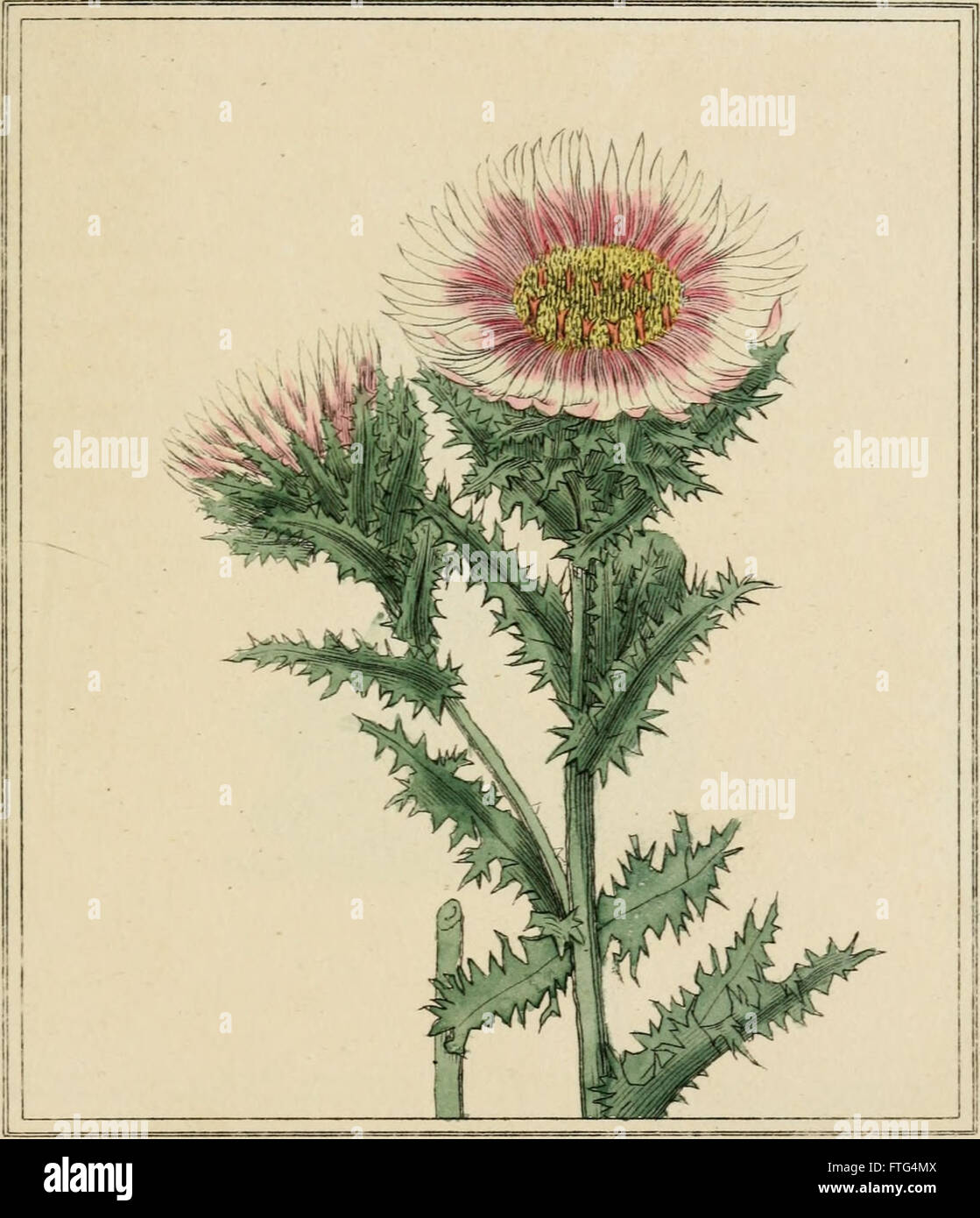 An 1812 Work On Botany Based On Linnaeus Classification System Illustrating Plant Classes And