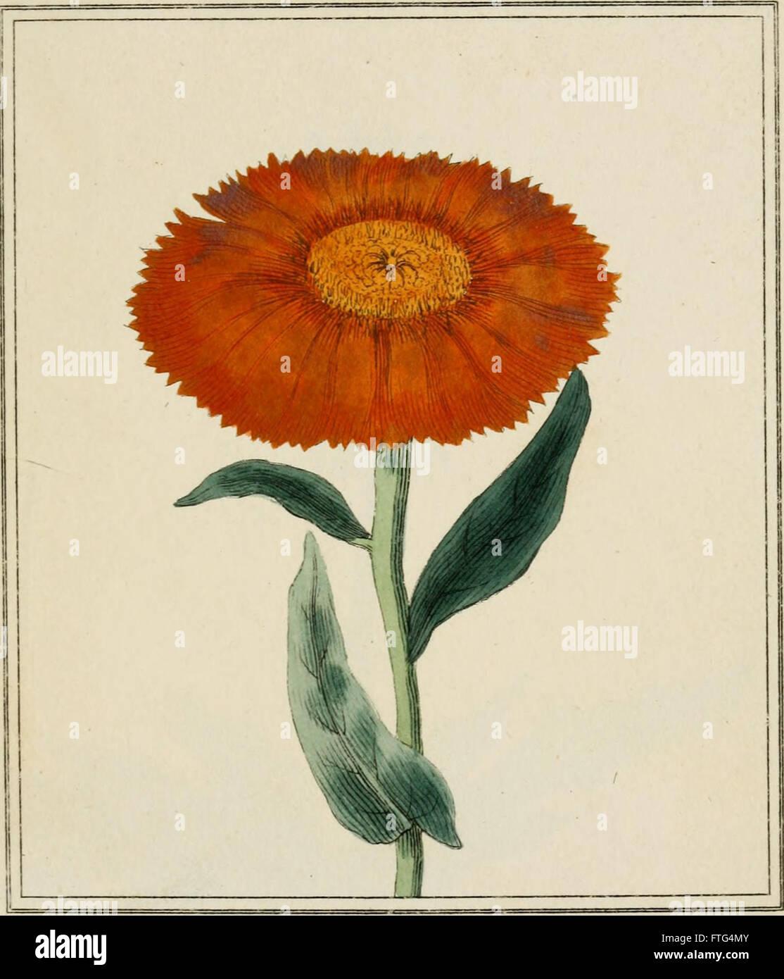 This 1812 Work By Linnaeus Outlines The Foundational Principles Of Botany Introducing His